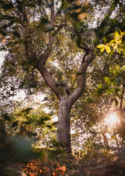 Tree Dedication Card - Sun Kissed Oak – TreePeople Store