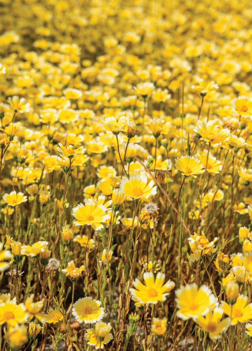 Tree Dedication Card - Tidy Tips – TreePeople Store